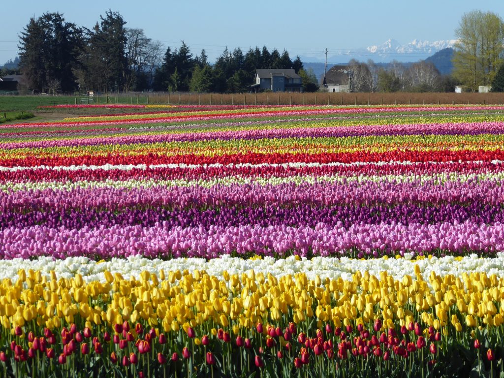 Skagit Valley Tulip Festival: Guide, Dates & Local Tours - Skagit ...